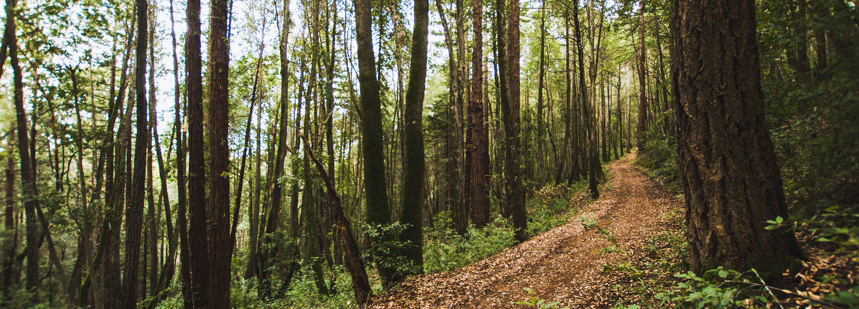 PUC Forest/Angwin Trail Work | Mountain Bike Reviews Forum