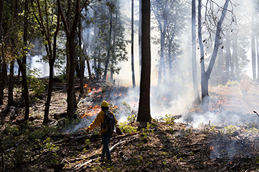 PUC Partners with Napa FireWise to Implement Fire Mitigation in Angwin ...